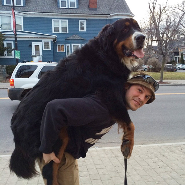 Giant dogs just have more love to give