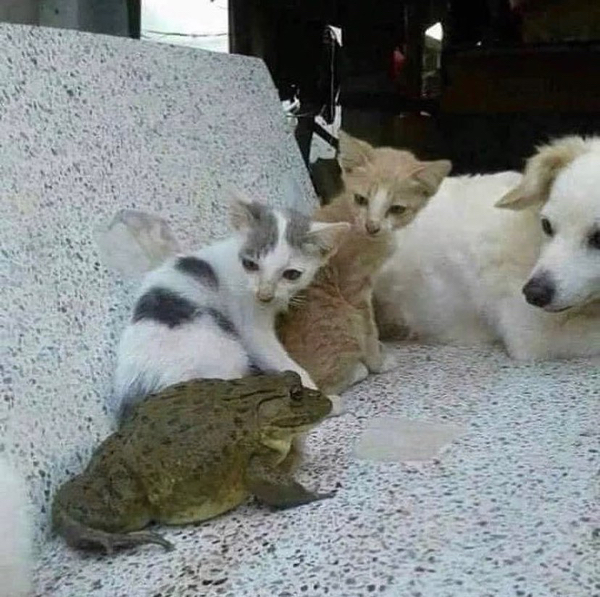 Weird animals trying to out-weird each other
