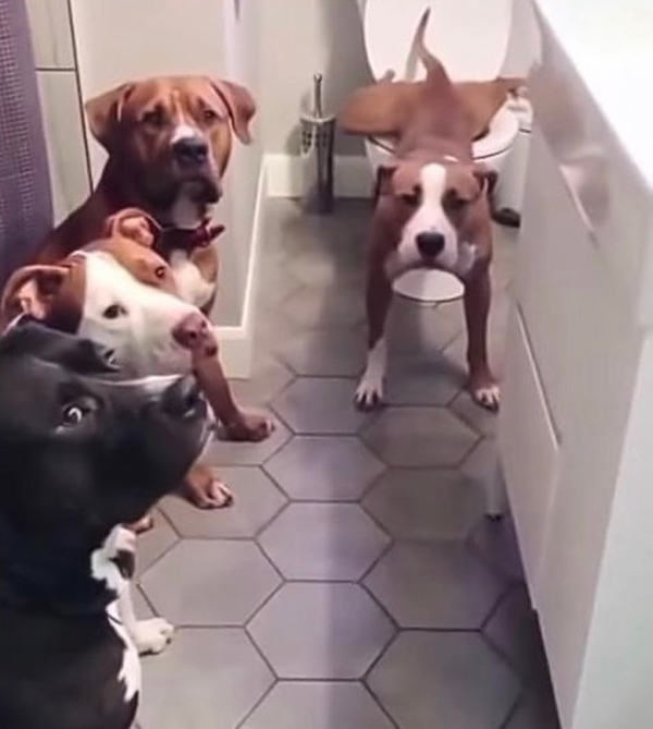 Weird animals trying to out-weird each other