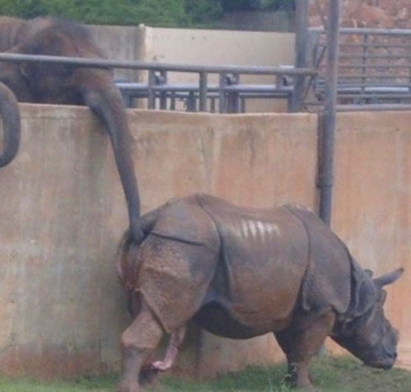 Weird animals trying to out-weird each other