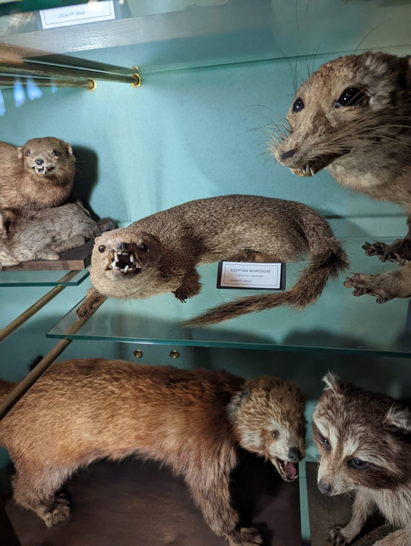 Taxidermy fails that go from bad to worse