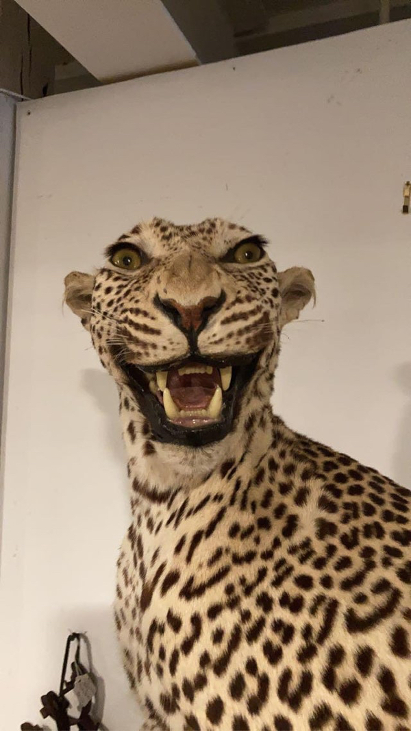 Taxidermy fails that go from bad to worse