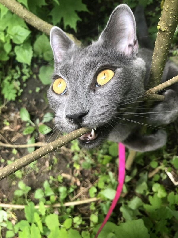 Cat Saturday Is a Real Meow Time