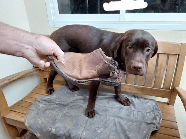 Guilty dogs that know EXACTLY what they did