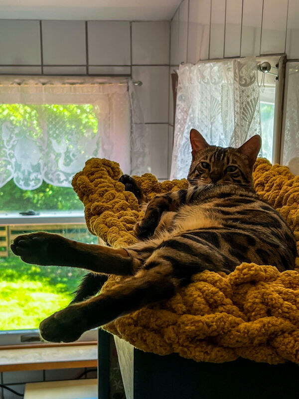 A Very Meowy Cat Saturday!