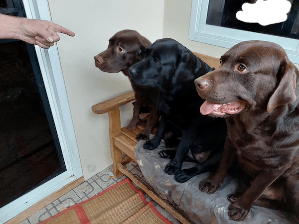 Guilty dogs that know EXACTLY what they did