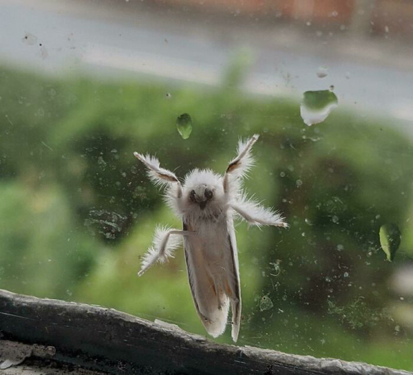 The cutest lil bugs the internet has to offer