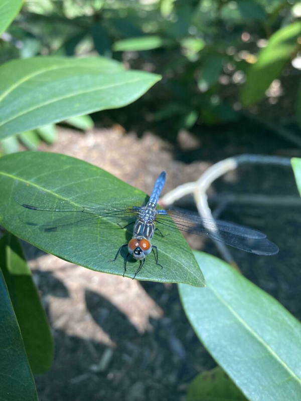 The cutest lil bugs the internet has to offer