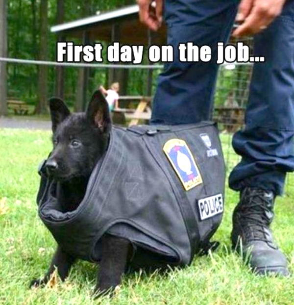 Service Dog Memes of Bad-A Military Bomb Sniffers K-9 Heroes Photos