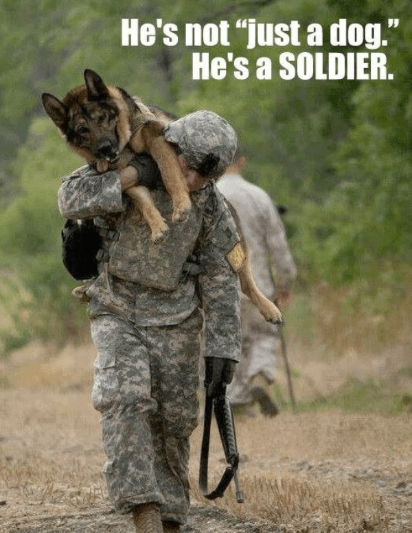 Service Dog Memes of Bad-A Military Bomb Sniffers K-9 Heroes Photos