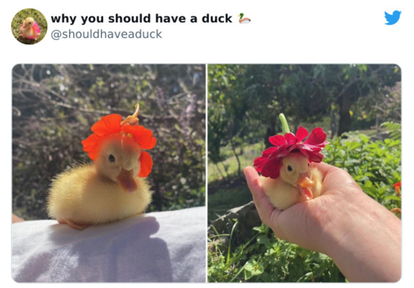 The argument for owning a duck is very compelling