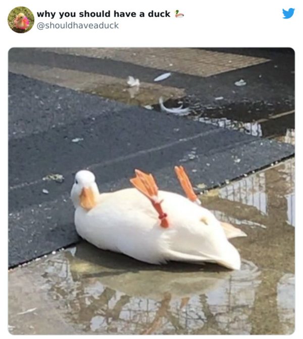 The argument for owning a duck is very compelling