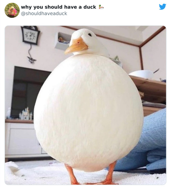 The argument for owning a duck is very compelling