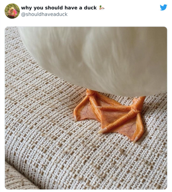 The argument for owning a duck is very compelling