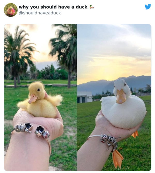 The argument for owning a duck is very compelling