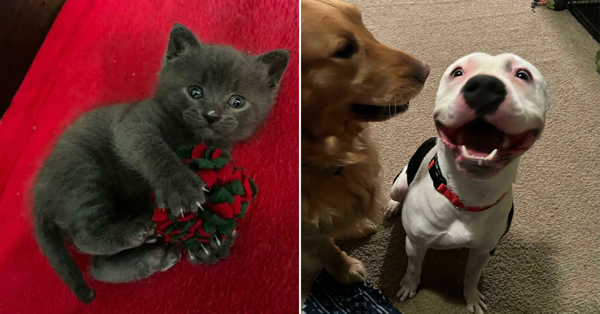 Rescue pets that will warm even the coldest of robot hearts