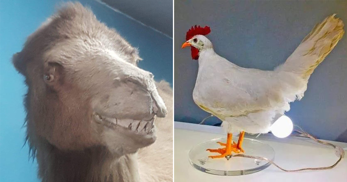 Taxidermy fails that go from bad to worse