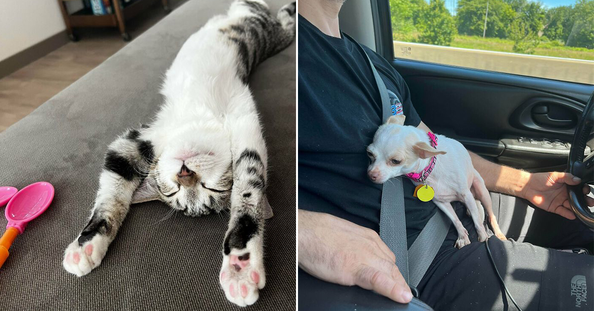 Funny Animal Pictures | Funny Pet Videos - theCHIVE