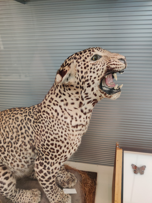 Taxidermy fails that go from bad to worse
