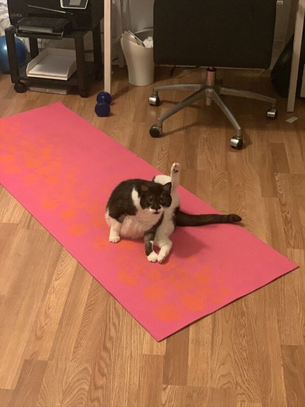 A Very Meowy Cat Saturday!