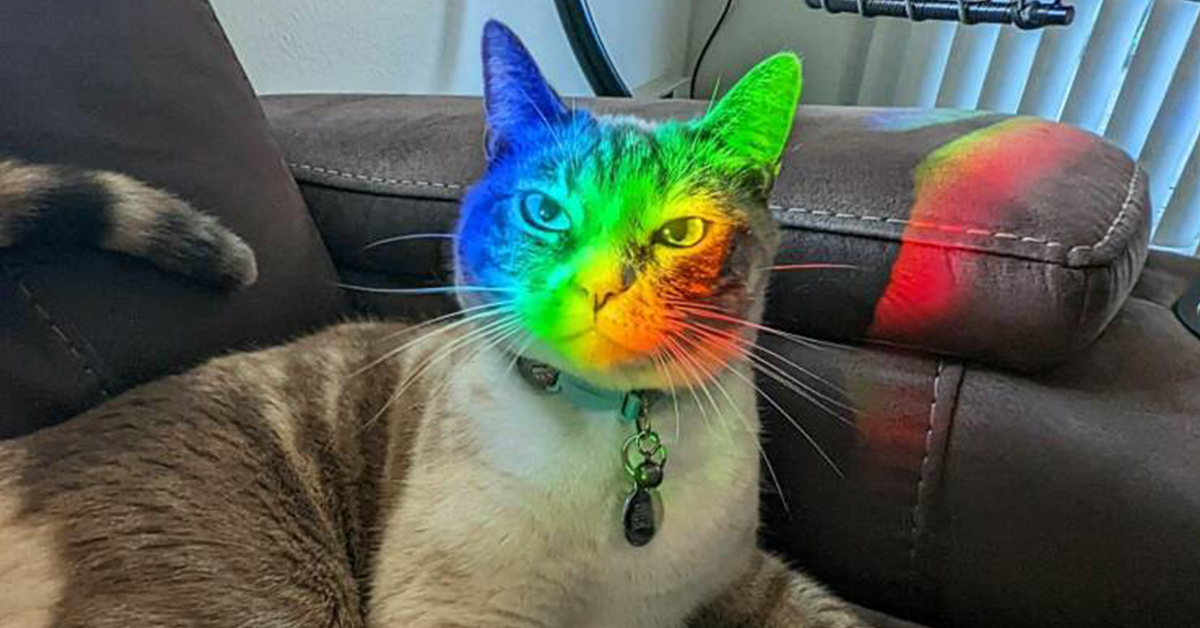 Cat Pictures | Funny Cat Videos and Memes - theCHIVE