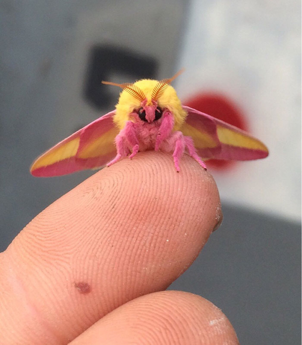 The cutest lil bugs the internet has to offer