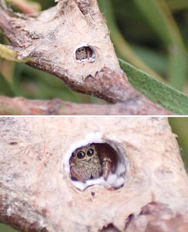 The cutest lil bugs the internet has to offer