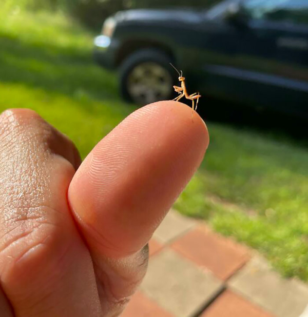 The cutest lil bugs the internet has to offer