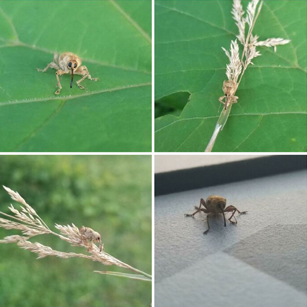 The cutest lil bugs the internet has to offer