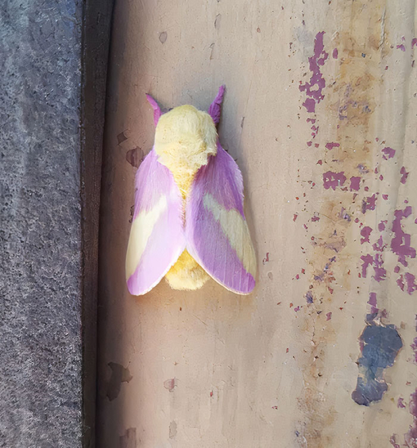 The cutest lil bugs the internet has to offer