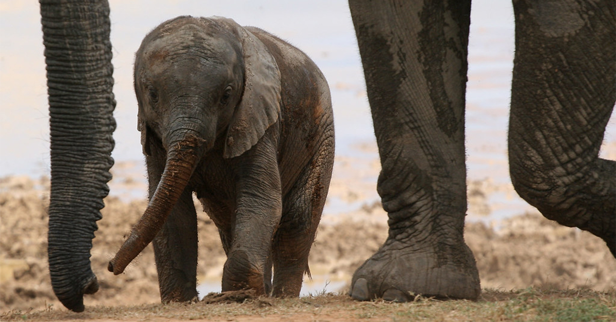 Feeling run down? Baby animals are here to cheer you up