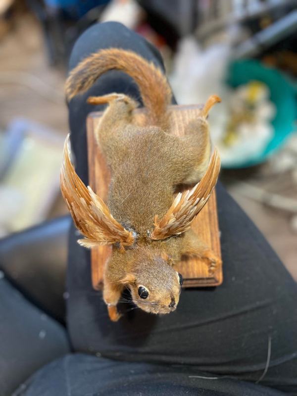 Taxidermy fails that go from bad to worse