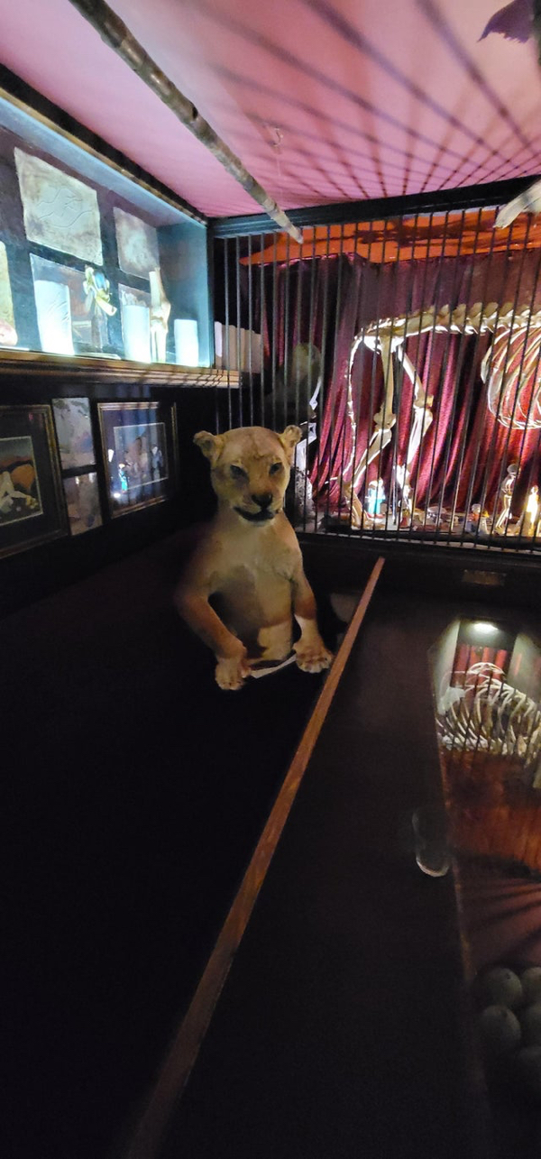 Taxidermy fails that go from bad to worse