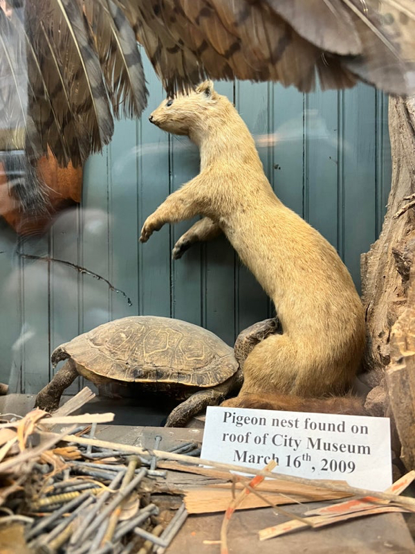 Taxidermy fails that go from bad to worse