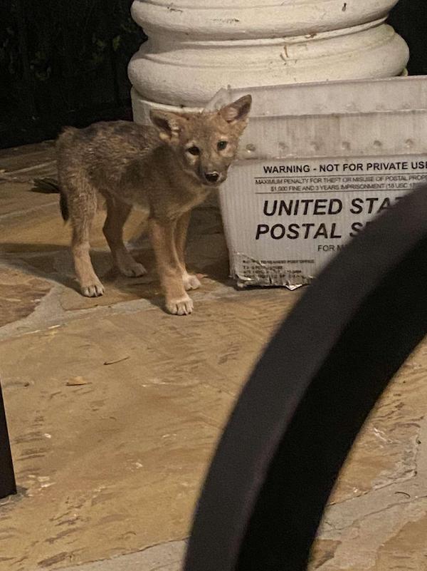 These animals made some unexpected appearances