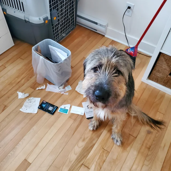 Guilty dogs that know EXACTLY what they did