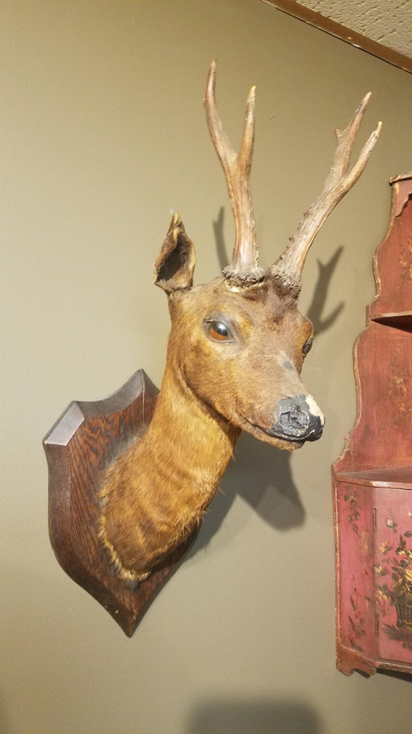 Taxidermy fails that go from bad to worse