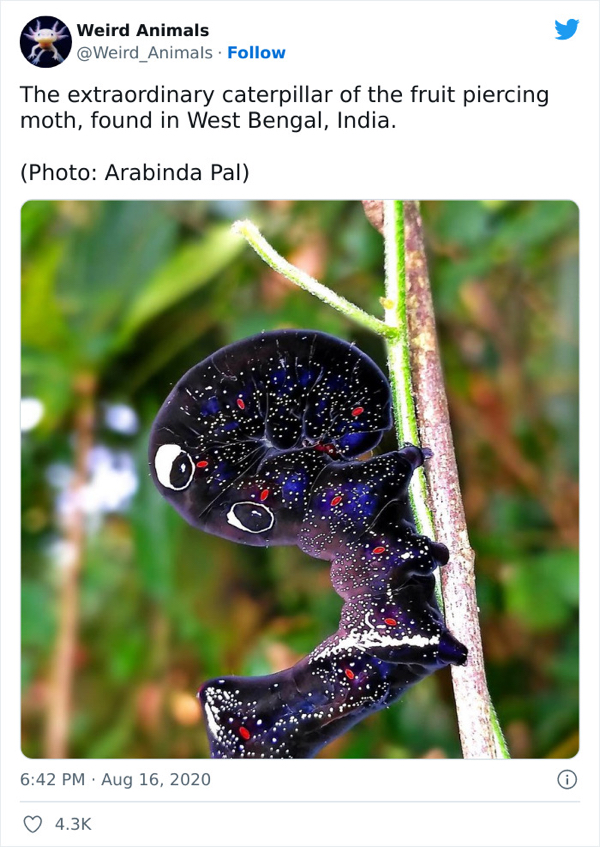 Weird animals that are oddly amazing