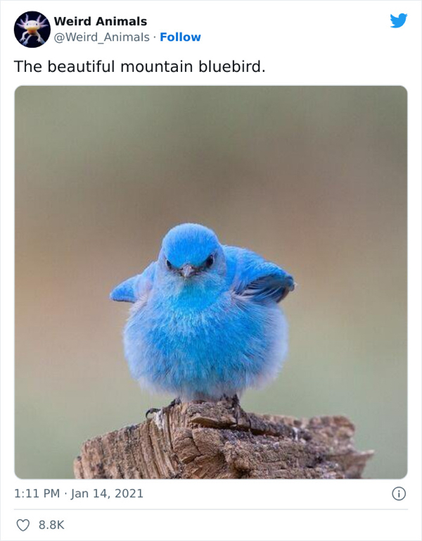 Weird animals that are oddly amazing