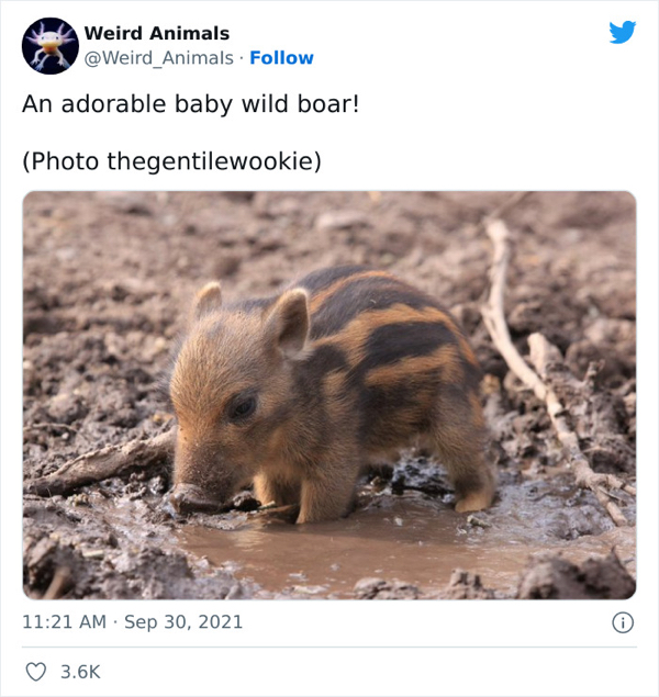 Weird animals that are oddly amazing