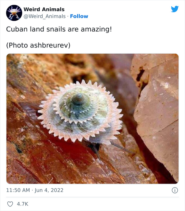 Weird animals that are oddly amazing