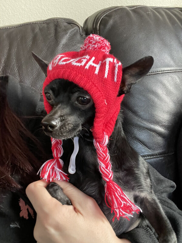 Welcome to Dogs Galore