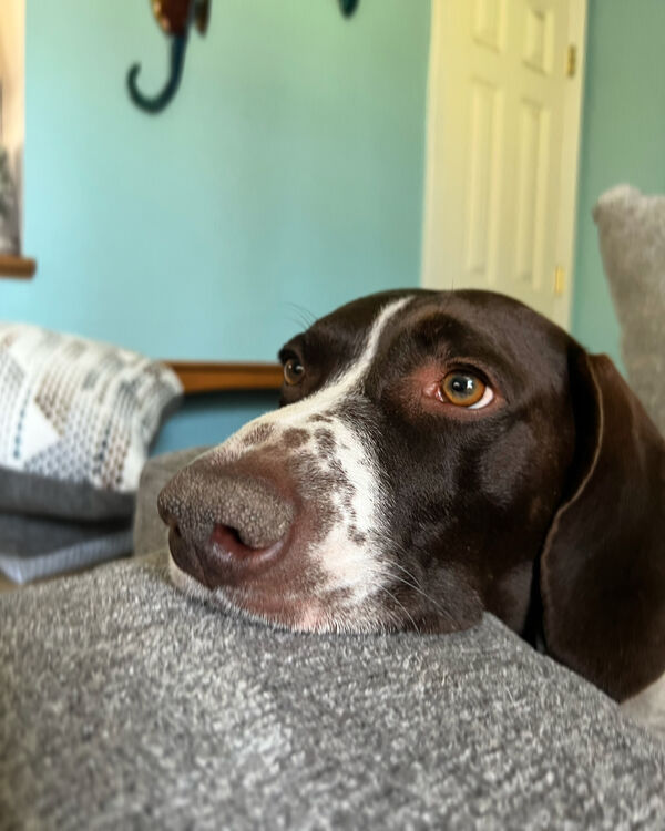 Welcome to Dogs Galore