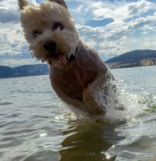 Welcome to Dogs Galore