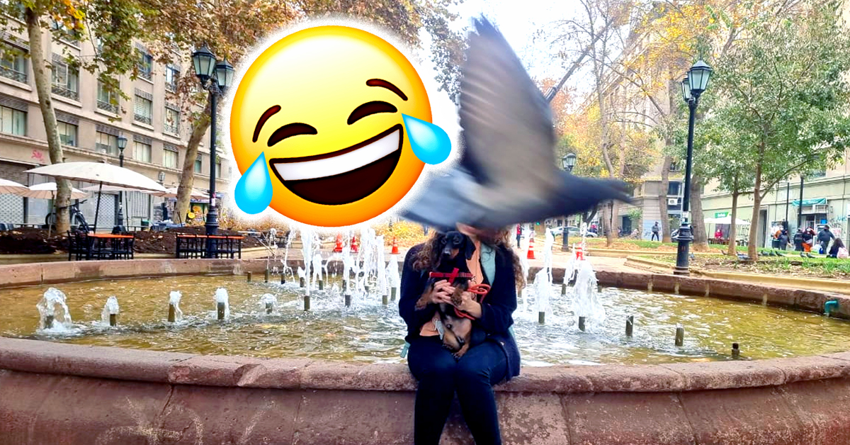 Daily Humor | Funny Videos, Pictures, Memes & Clips – theCHIVE