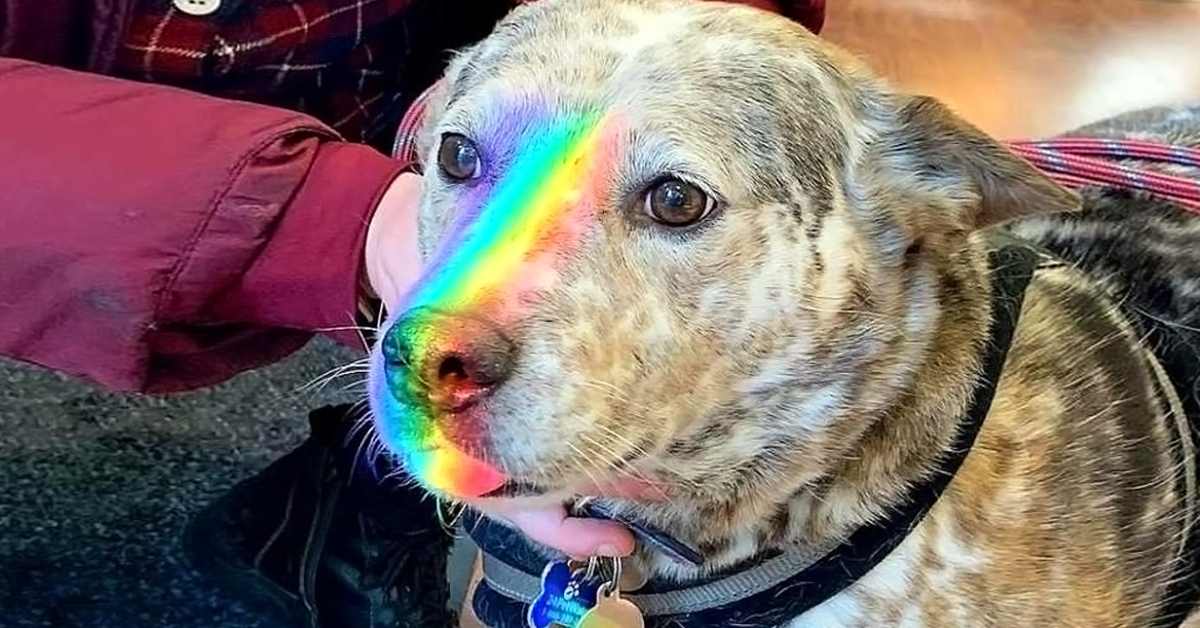 Funny Animal Pictures | Funny Pet Videos - theCHIVE