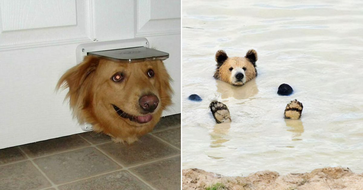 These animals are living the good life in the goofiest way possible