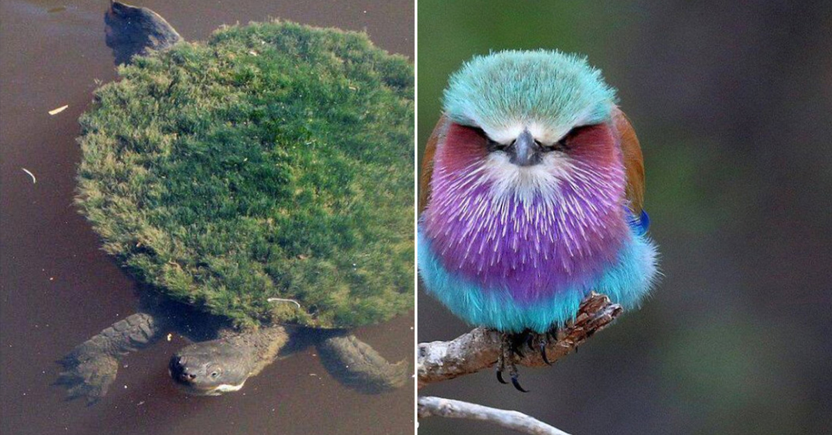 Weird animals that are oddly amazing