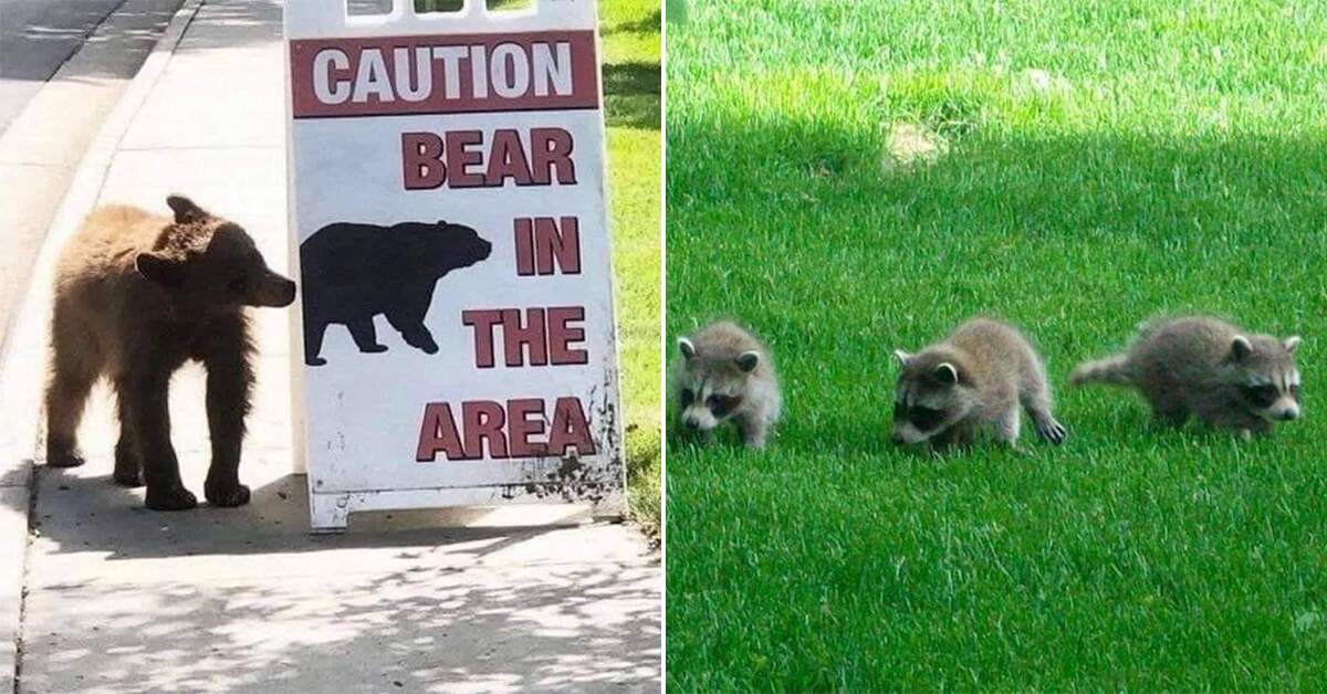 Funny Animal Pictures | Funny Pet Videos - theCHIVE