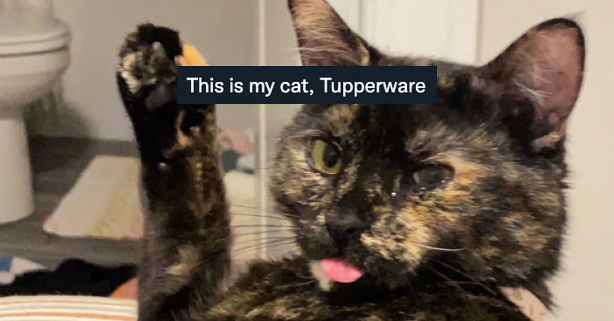 WTF Memes | Funny WTF GIFs, Videos, & More - theCHIVE
